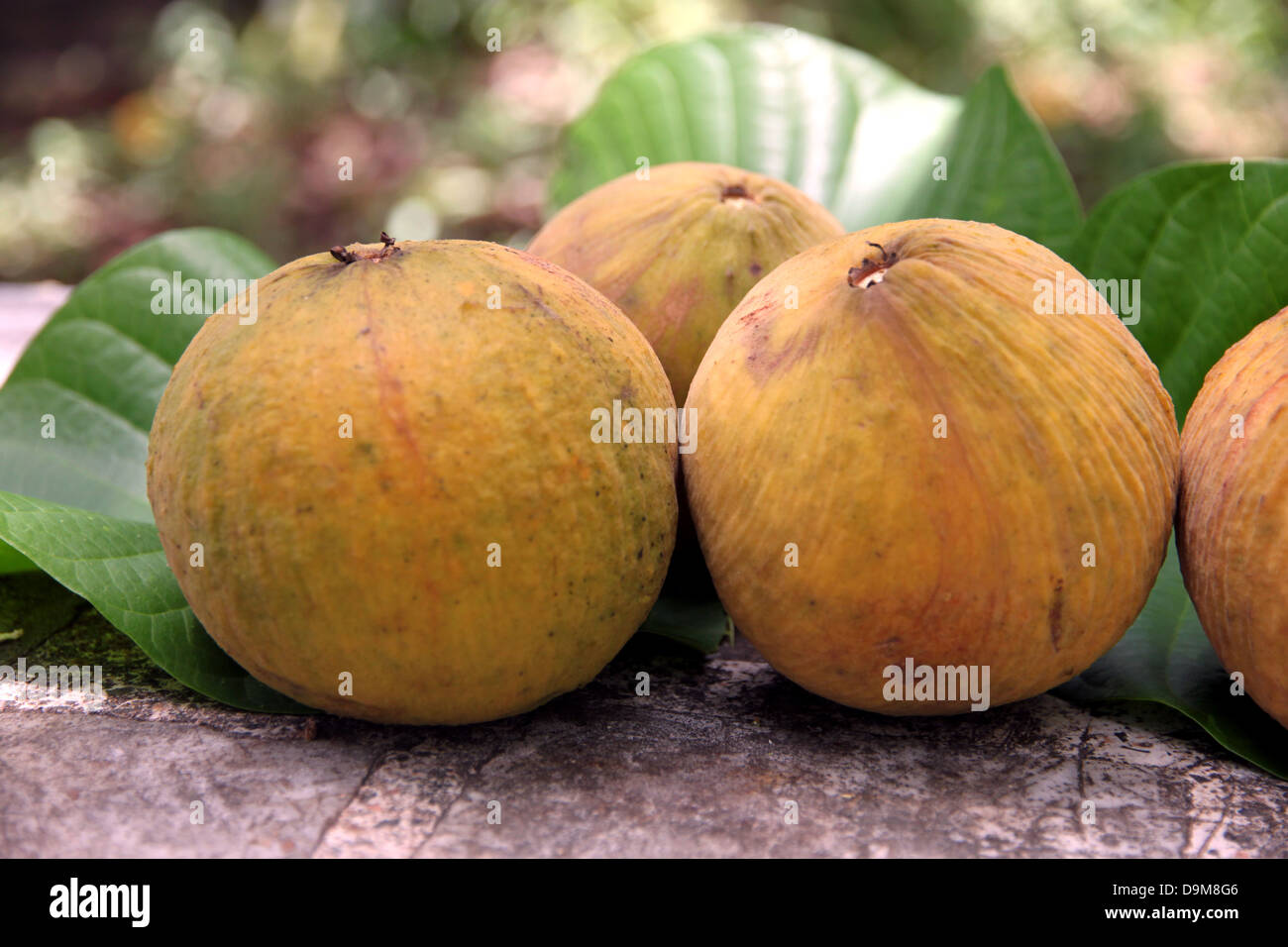Santol fruit Sweet taste and Domestic fruits in Thailand Stock Photo ...