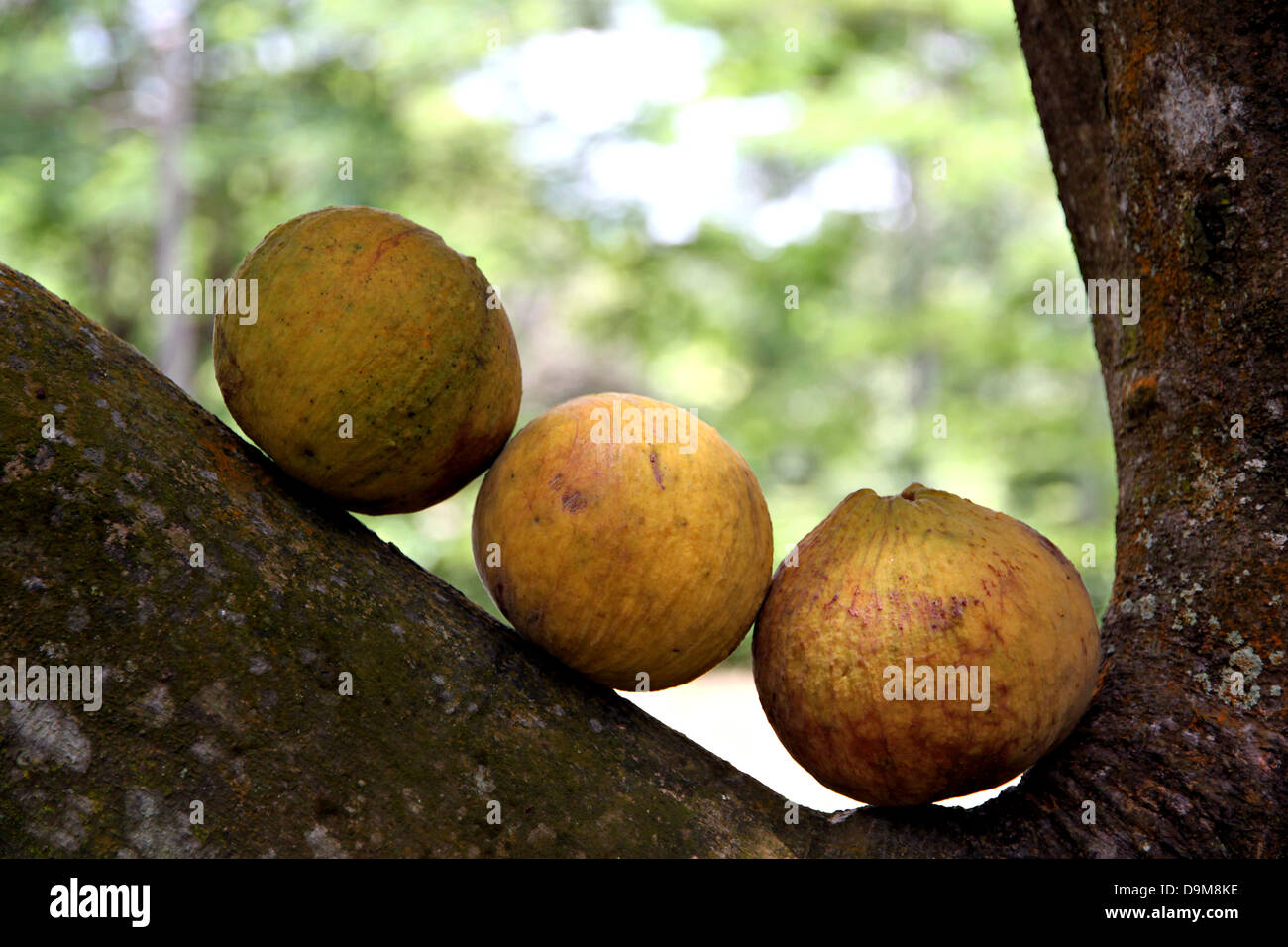 Santol fruit Sweet taste and Domestic fruits in Thailand Stock Photo ...