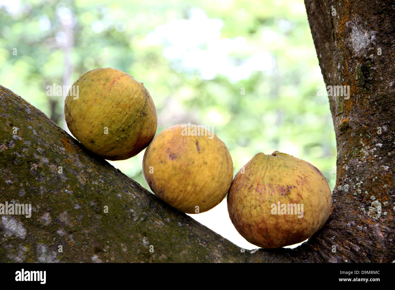 Santol tree hi-res stock photography and images - Alamy