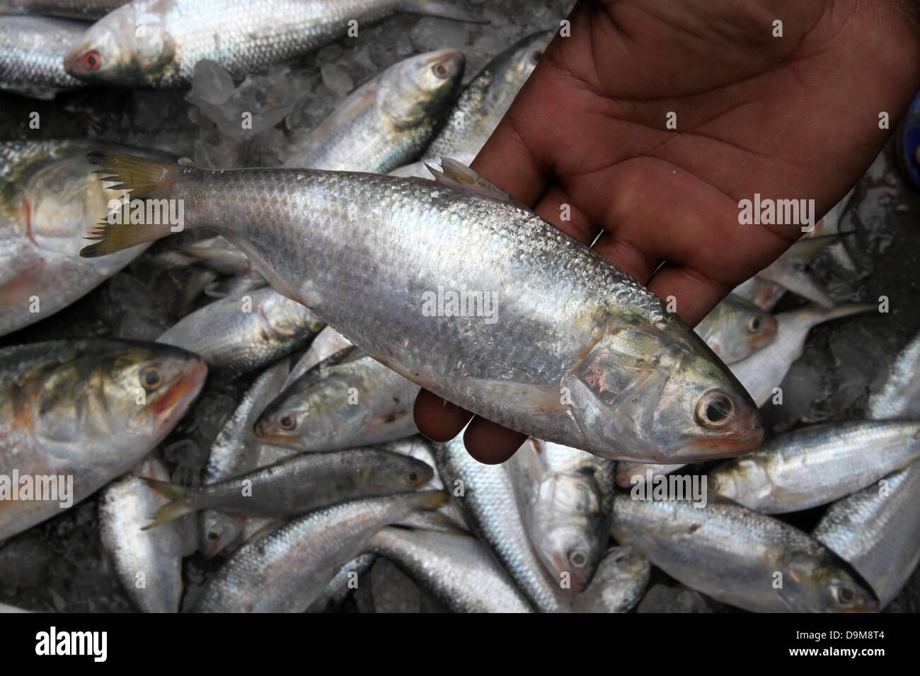 Hilsa Fish Catching In Bangladesh High Resolution Stock Photography and ...
