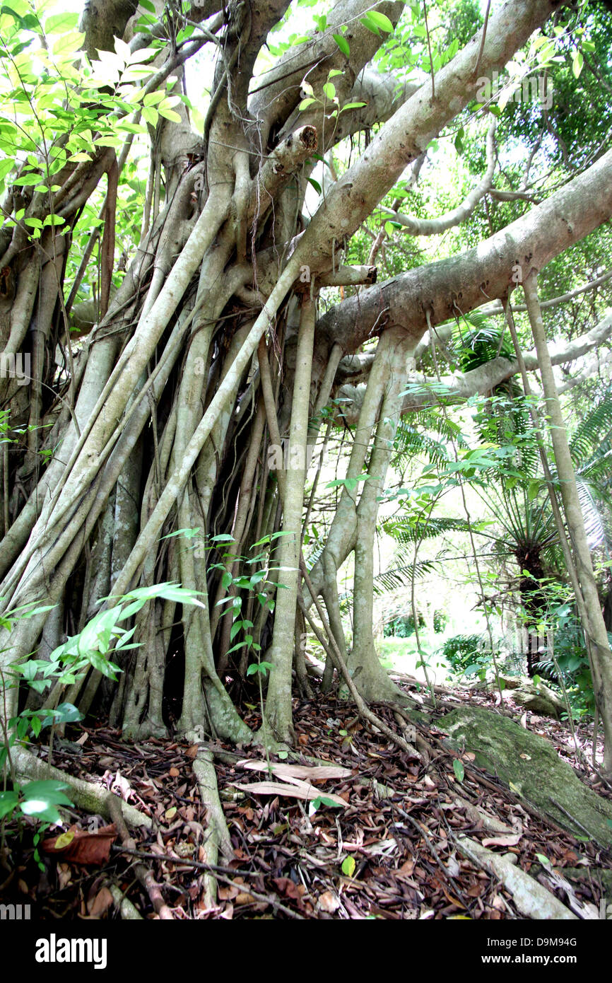 The Stems and roots of trees in the forest Stock Photo - Alamy