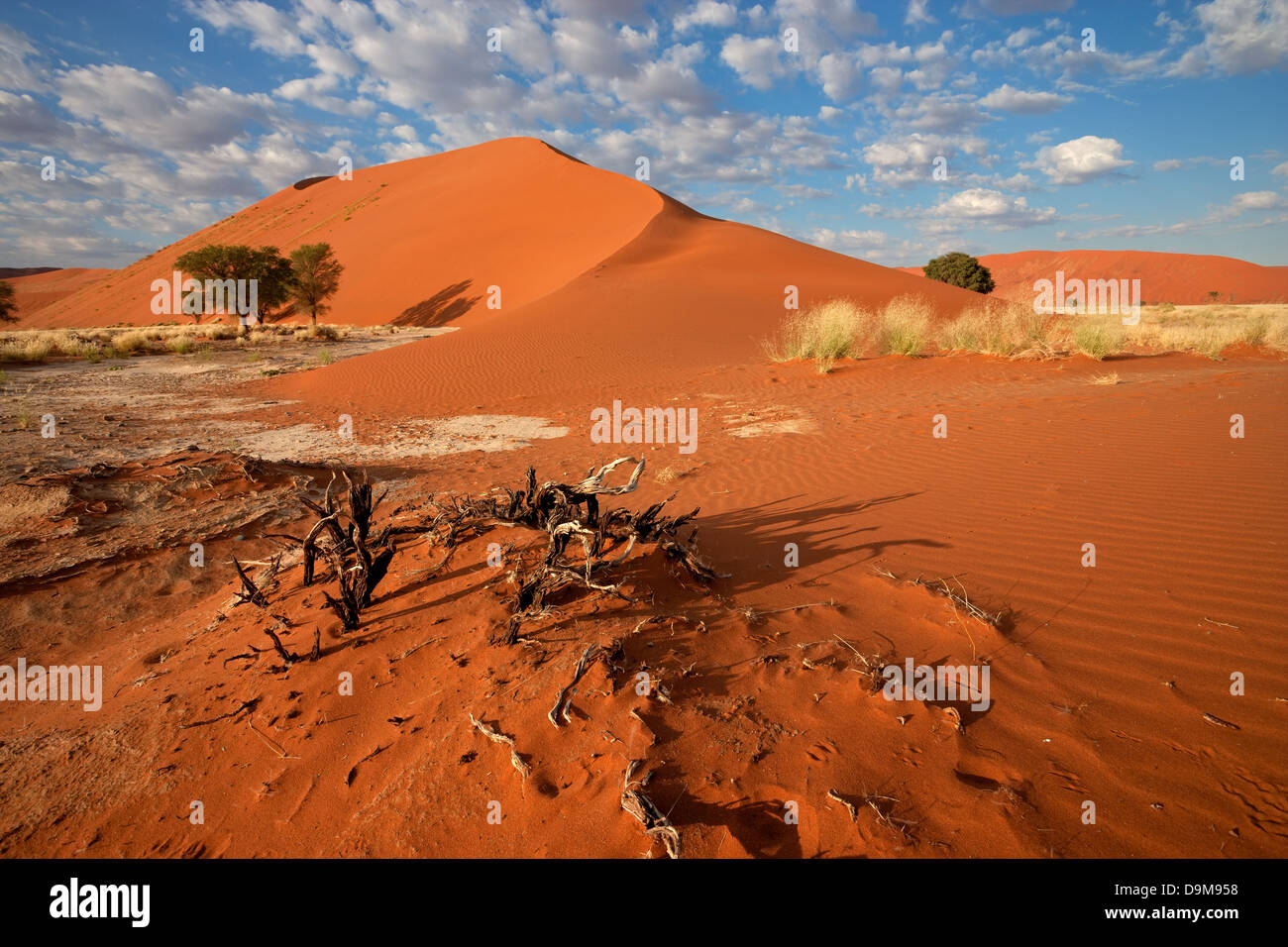 Desert landscape with grasses, red sand dunes and African Acacia trees ...