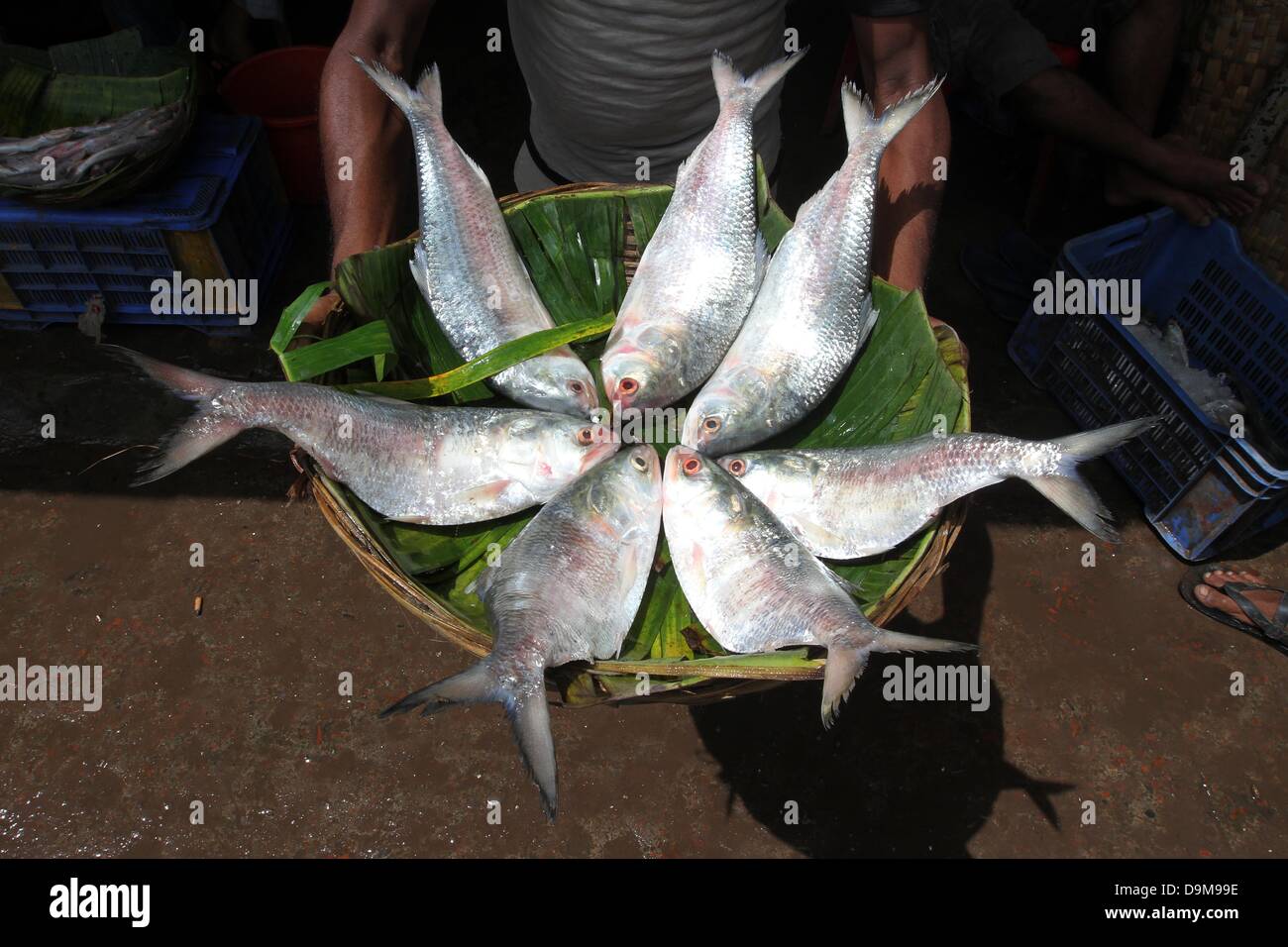 Hilsha fish at Barisal fishmarket the largest wholesale market of ...
