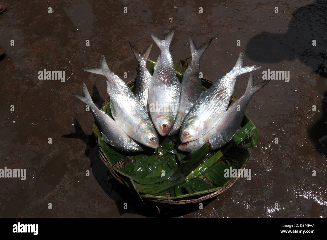 National fish of bangladesh hi-res stock photography and images - Alamy