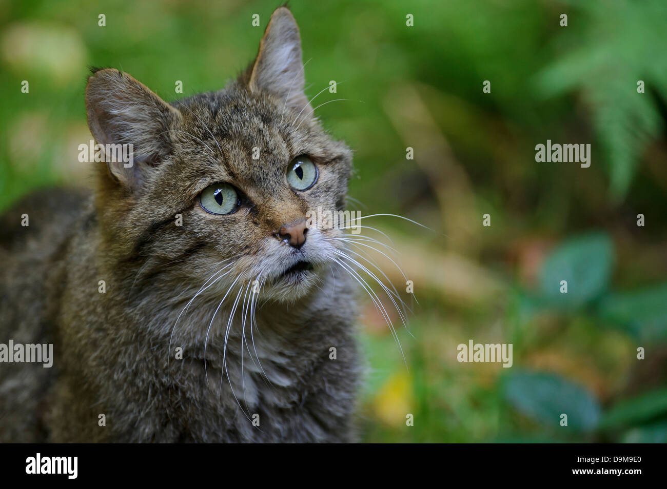 Wildkatze, wildcat, Felis silvestris Stock Photo - Alamy