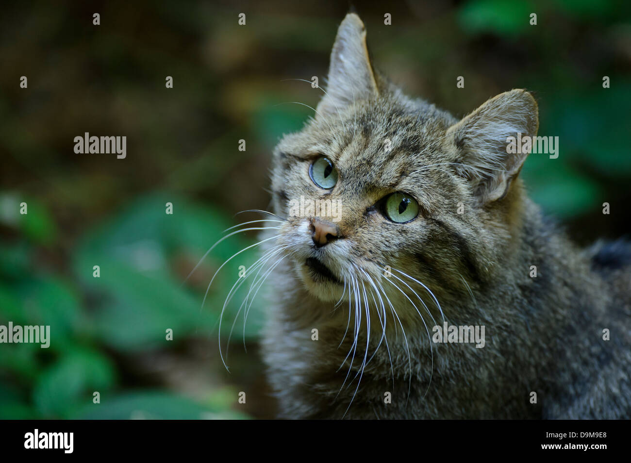 Wildkatze, wildcat, Felis silvestris Stock Photo - Alamy