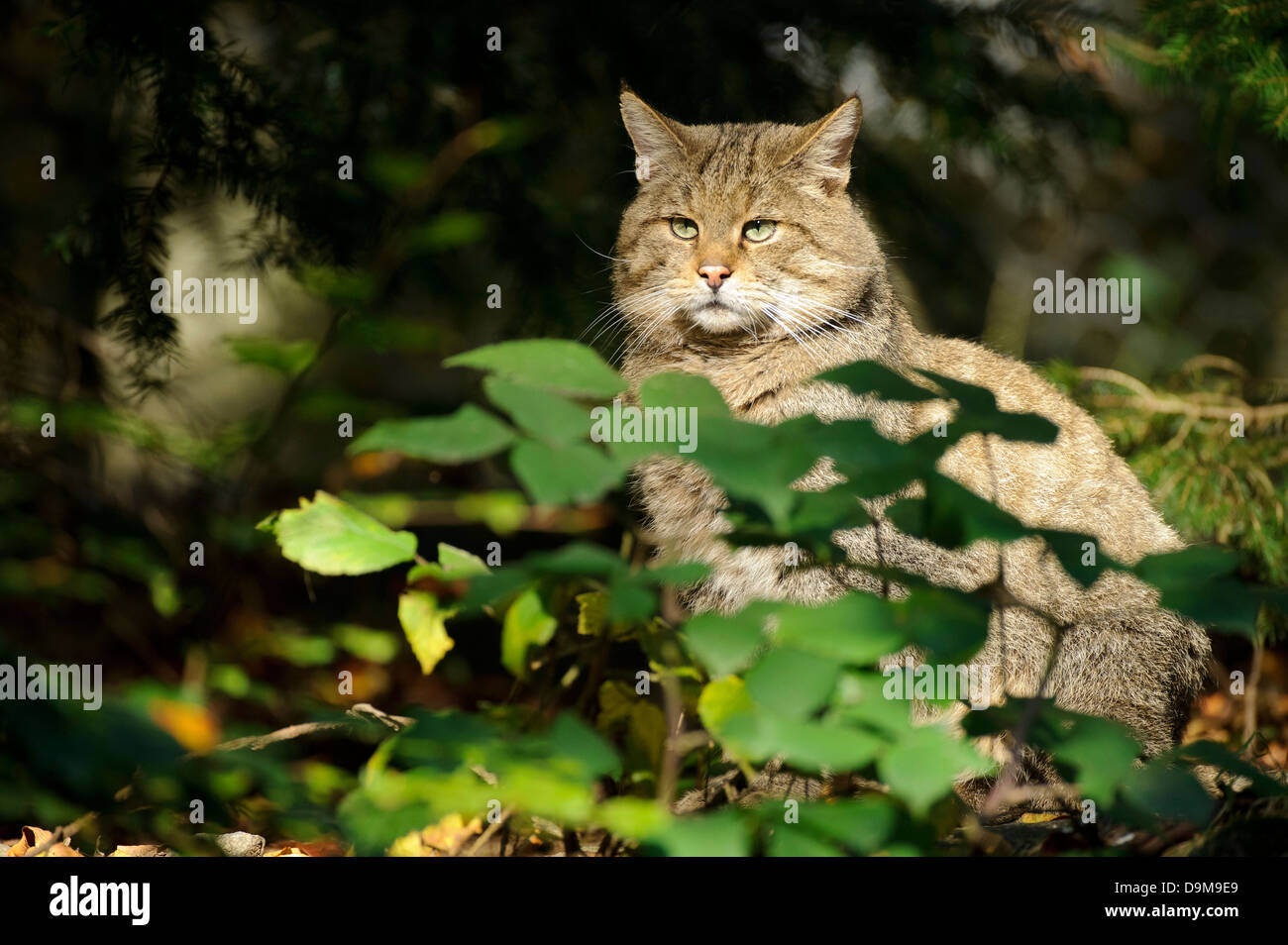 Wildkatze, wildcat, Felis silvestris Stock Photo - Alamy