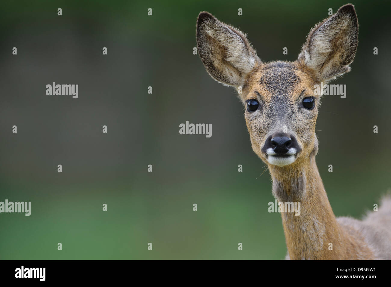Capreolus capreolus, Reh, Rehwild, Roe Deer Stock Photo - Alamy