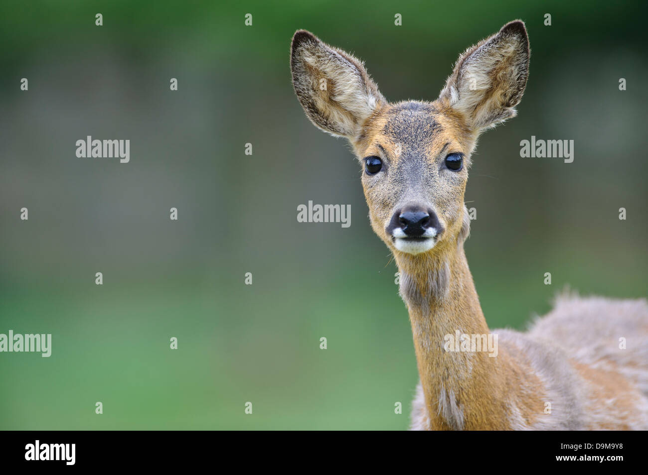 Capreolus capreolus, Reh, Rehwild, Roe Deer Stock Photo - Alamy