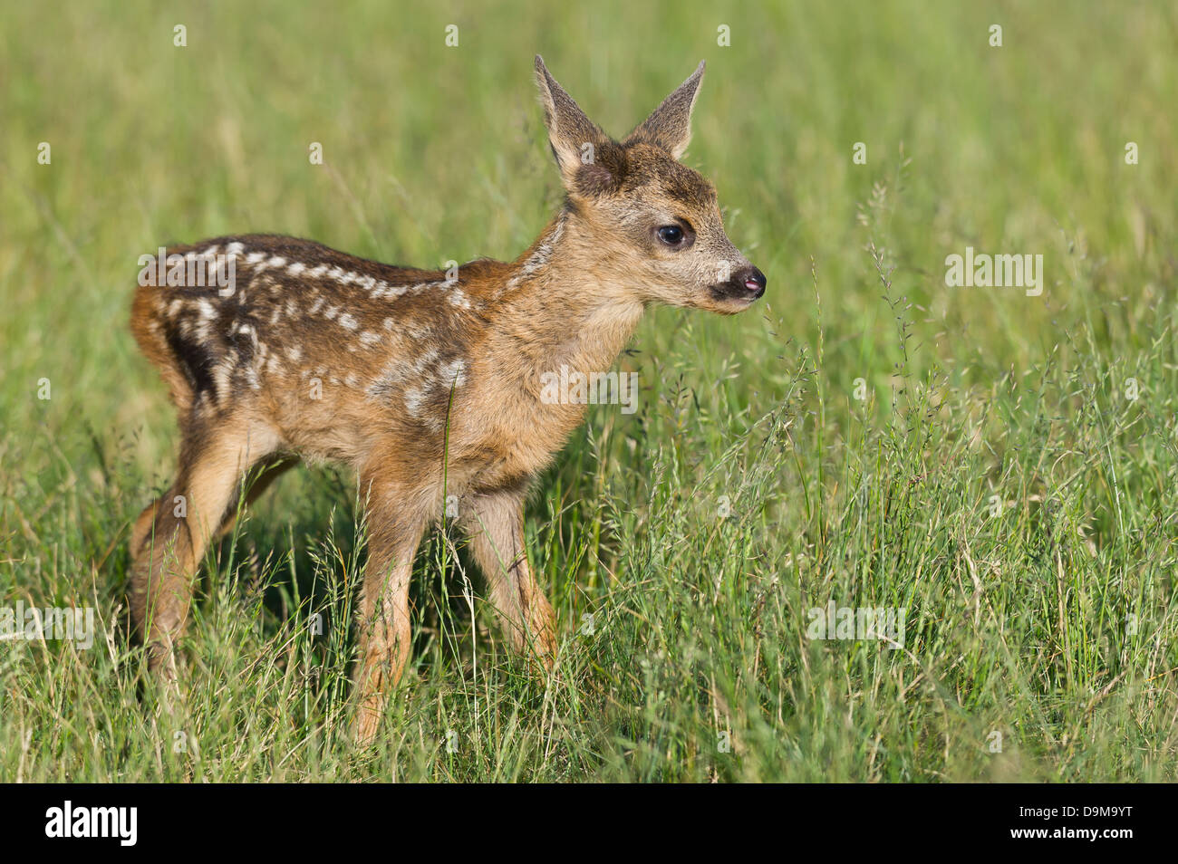 Kitz, Reh, Rehkitz Stock Photo - Alamy