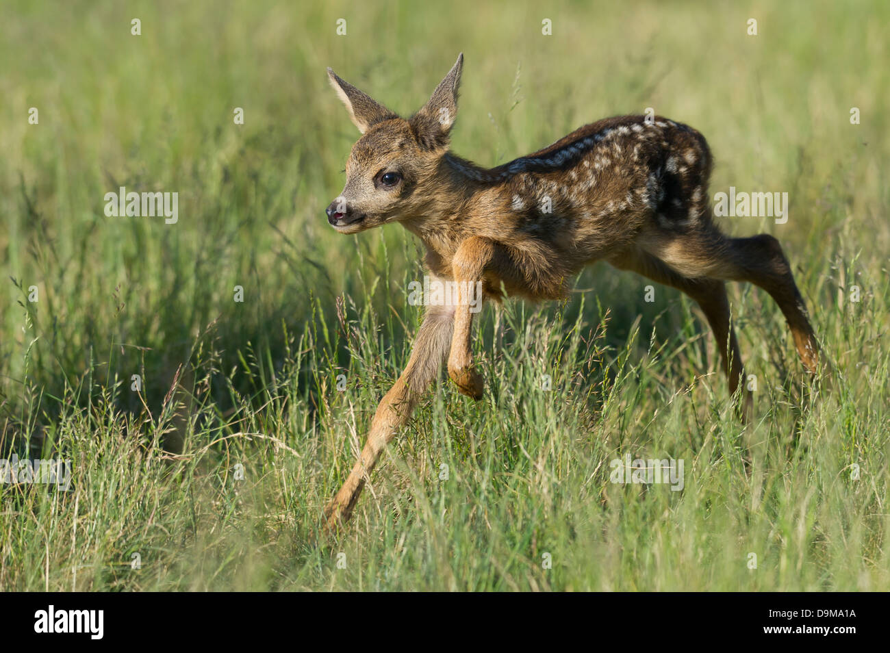 Kitz, Reh, Rehkitz Stock Photo - Alamy