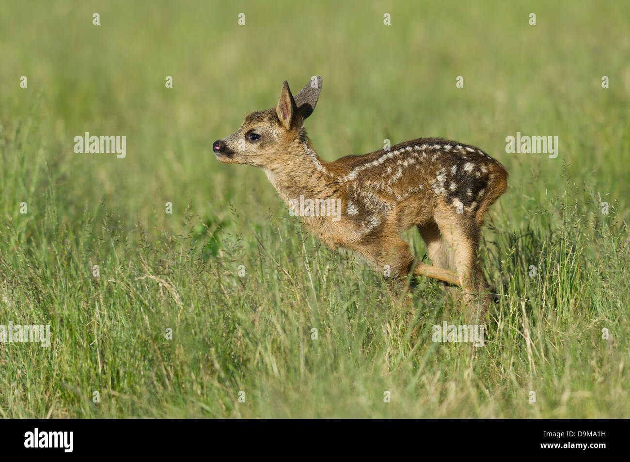 Kitz, Reh, Rehkitz Stock Photo - Alamy