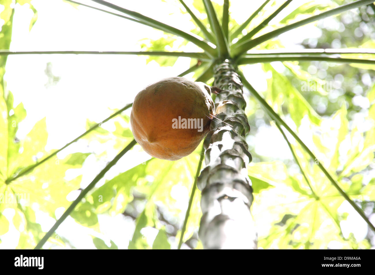 Ripe papaya hi-res stock photography and images - Alamy