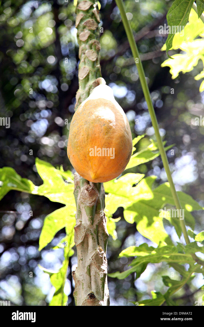 The Ripe Papaya fruit on the tree Stock Photo - Alamy