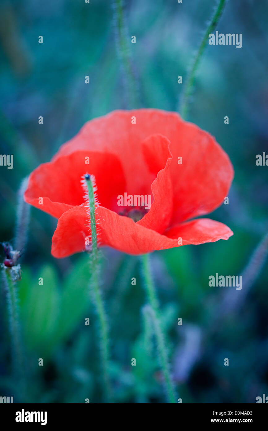 beautiful red poppy poppies in green and blue closeup outdoor Stock ...