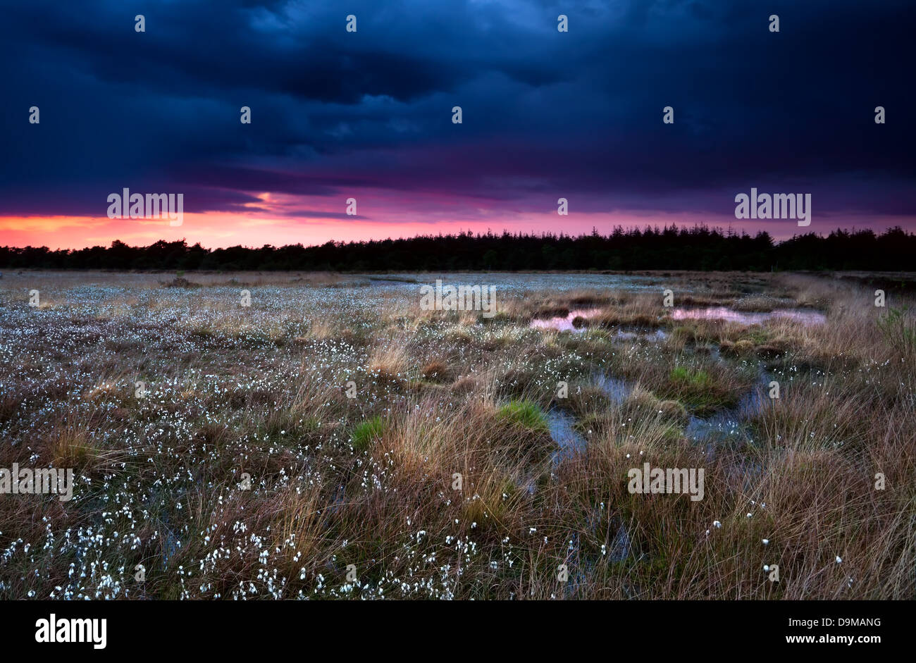 purple stormy sunset over swamp with cotton grass Stock Photo - Alamy