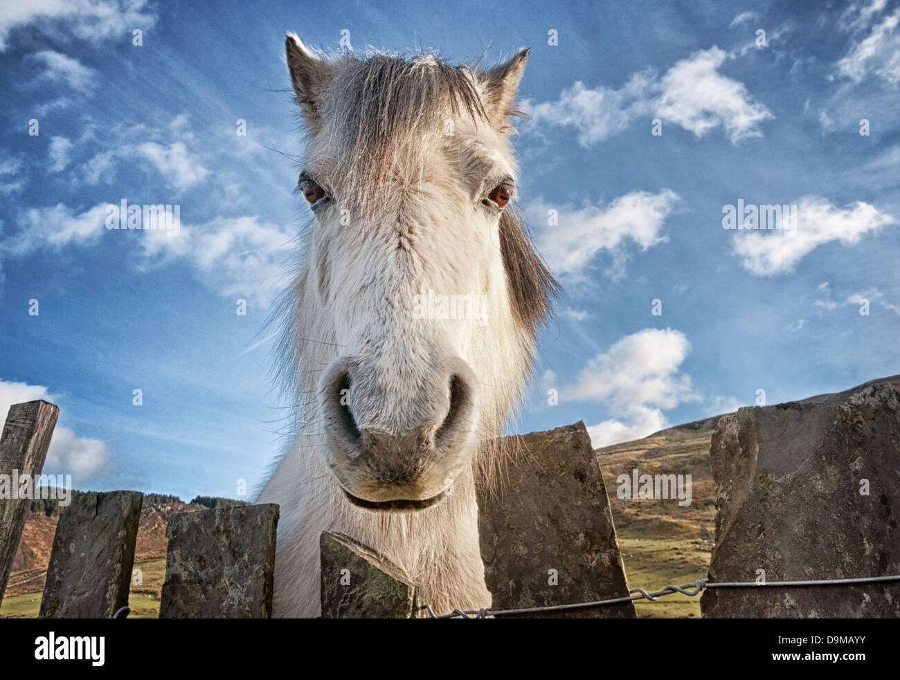 Welsh mountain pony portrait against cloudy blue sky in Snowdonia North ...