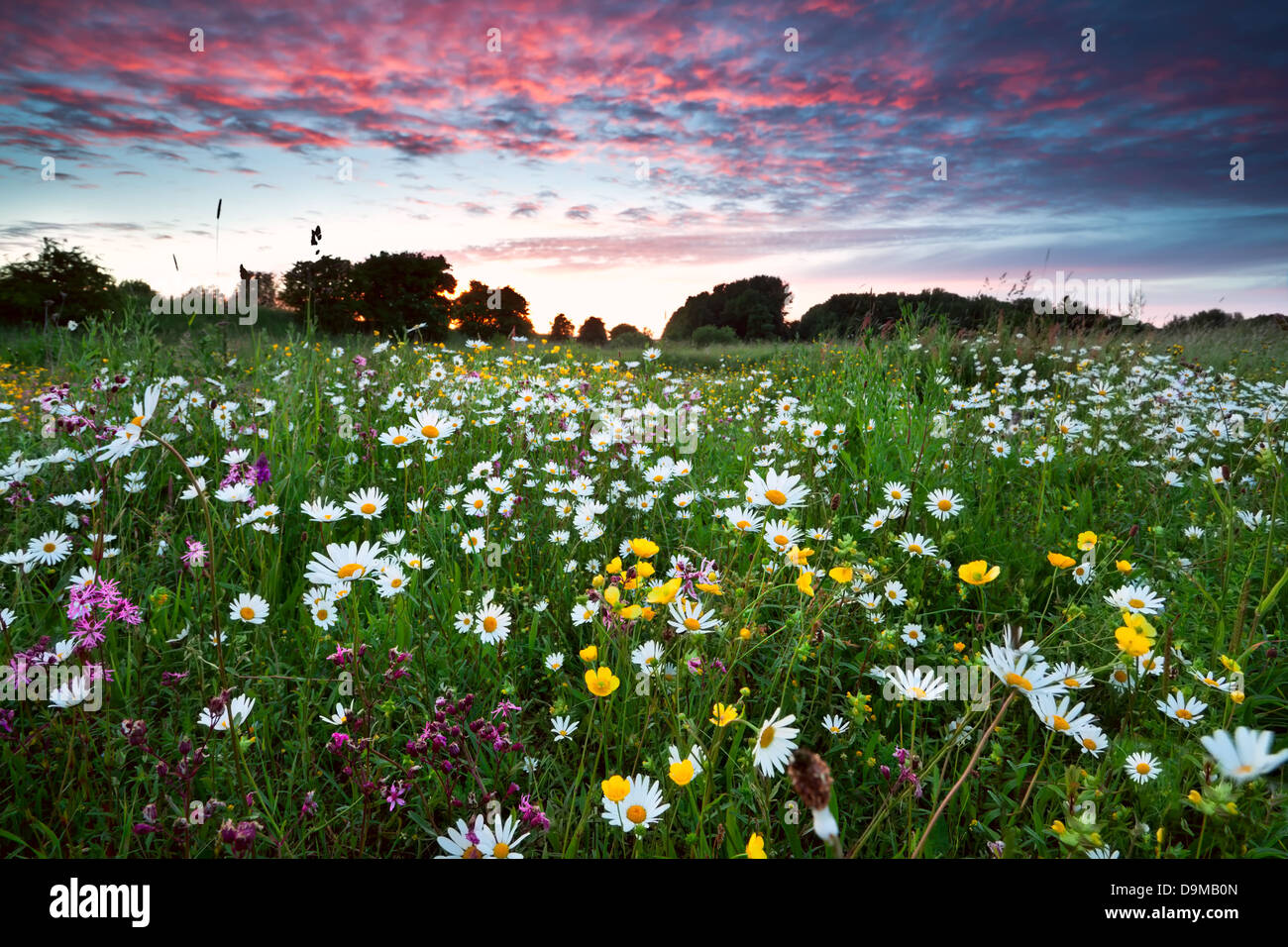 many summer wildflowers on meadow at dramatic pink sunset Stock Photo ...