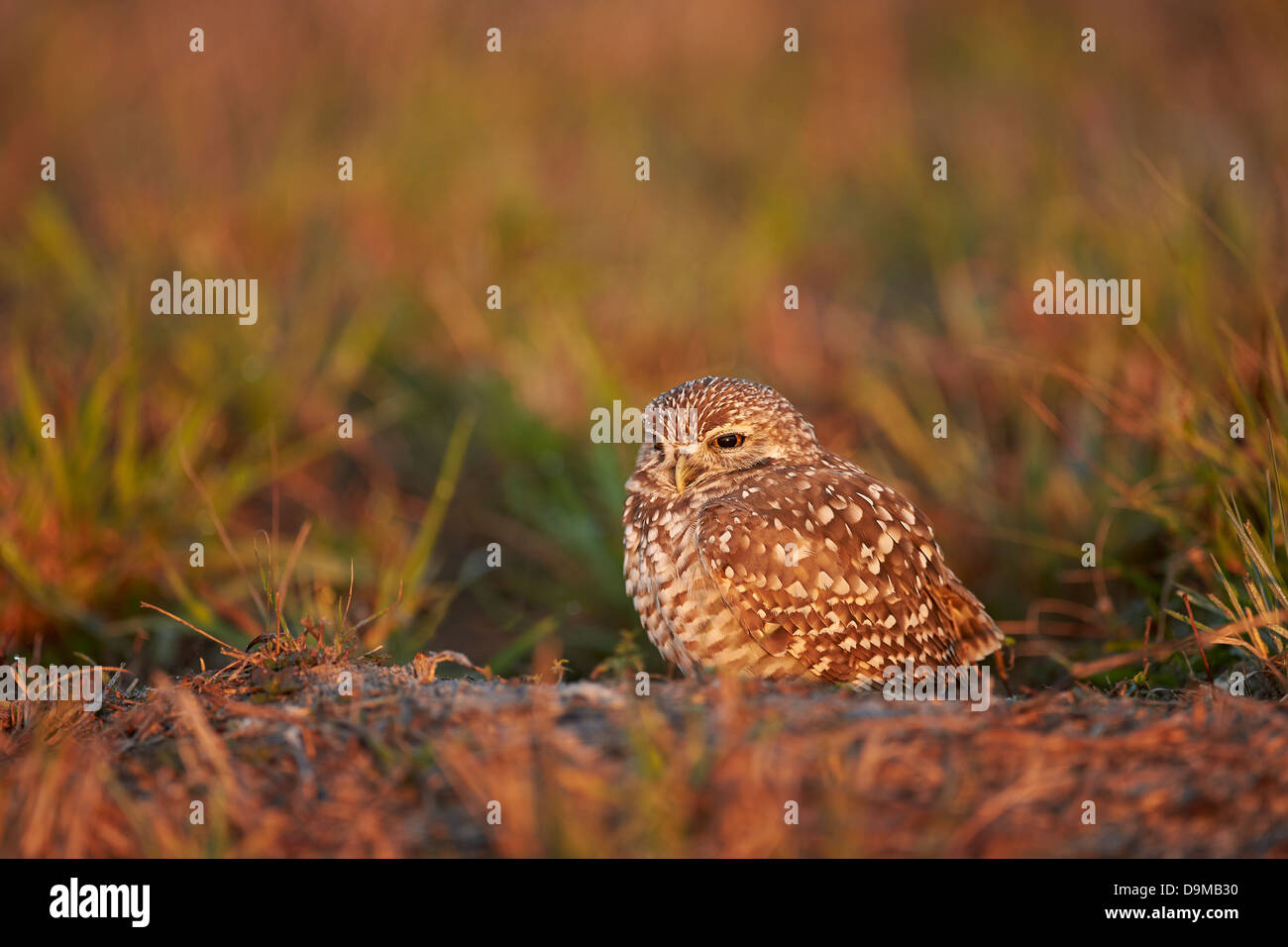 Burrowing owl outside burrow at sunrise Stock Photo - Alamy