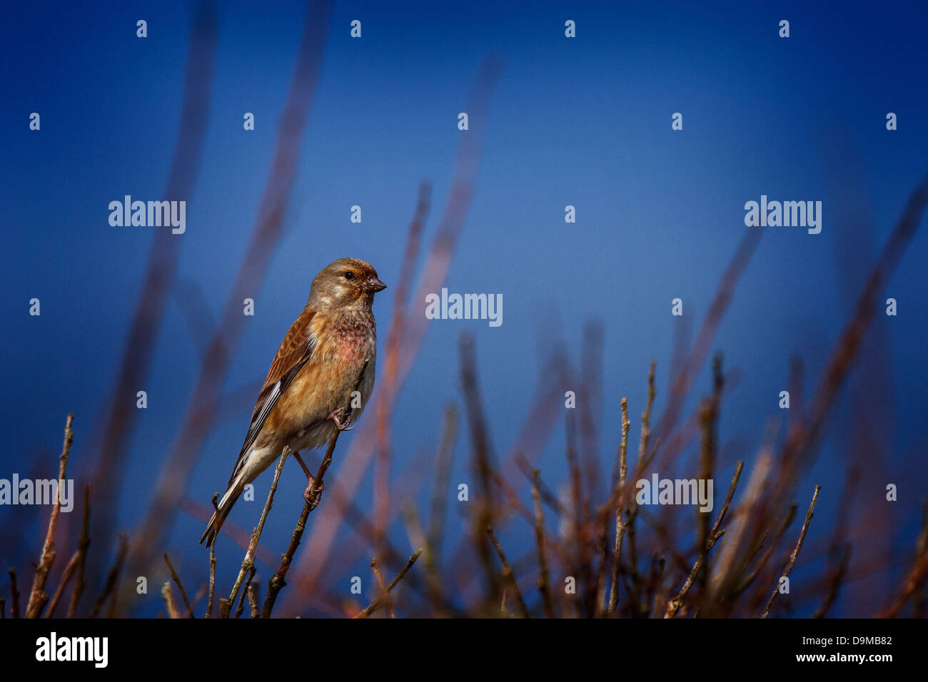 Linnet in breeding plumage hi-res stock photography and images - Alamy