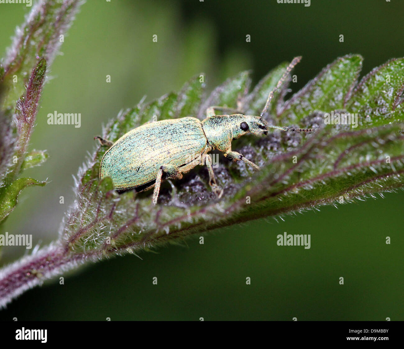 Silver green leaf weevil hi-res stock photography and images - Alamy
