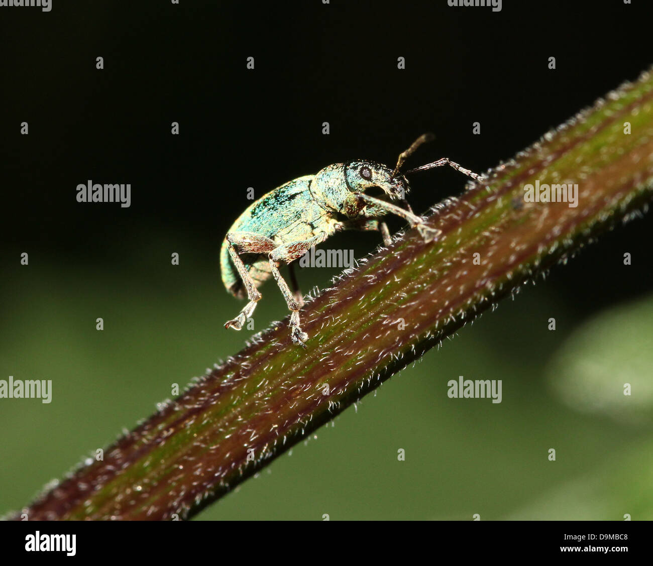 Close-up macro image of the small Silver-green leaf Weevil (Phyllobius ...