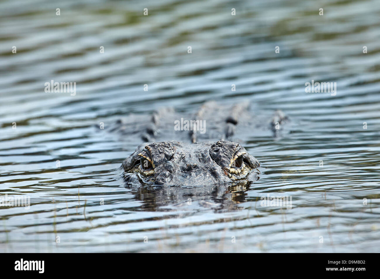 Alligator eyes hi-res stock photography and images - Alamy