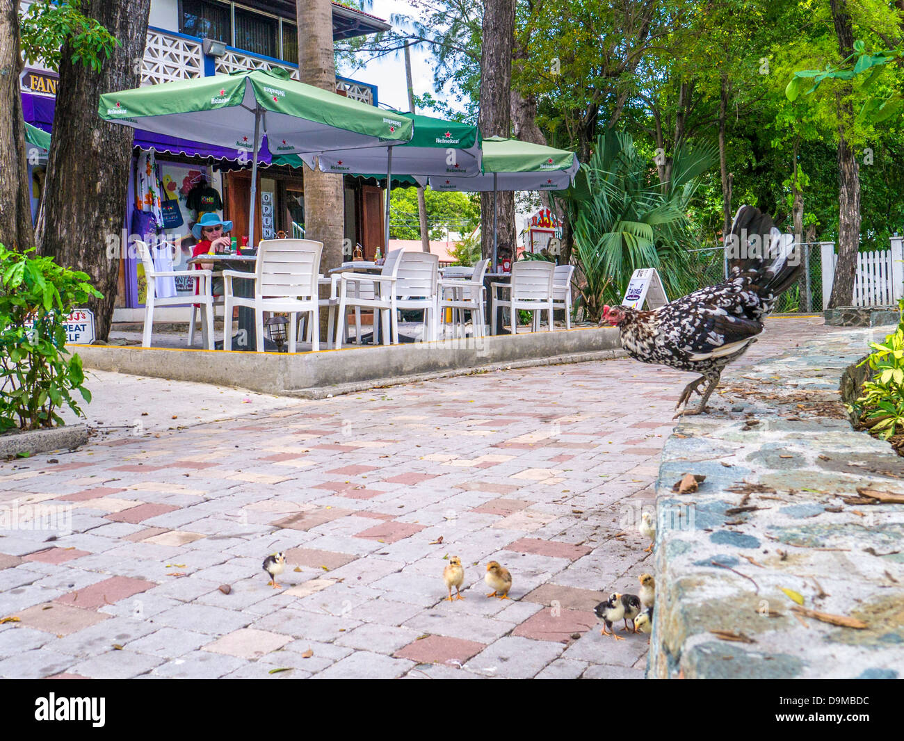 Bay of chickens hi-res stock photography and images - Alamy