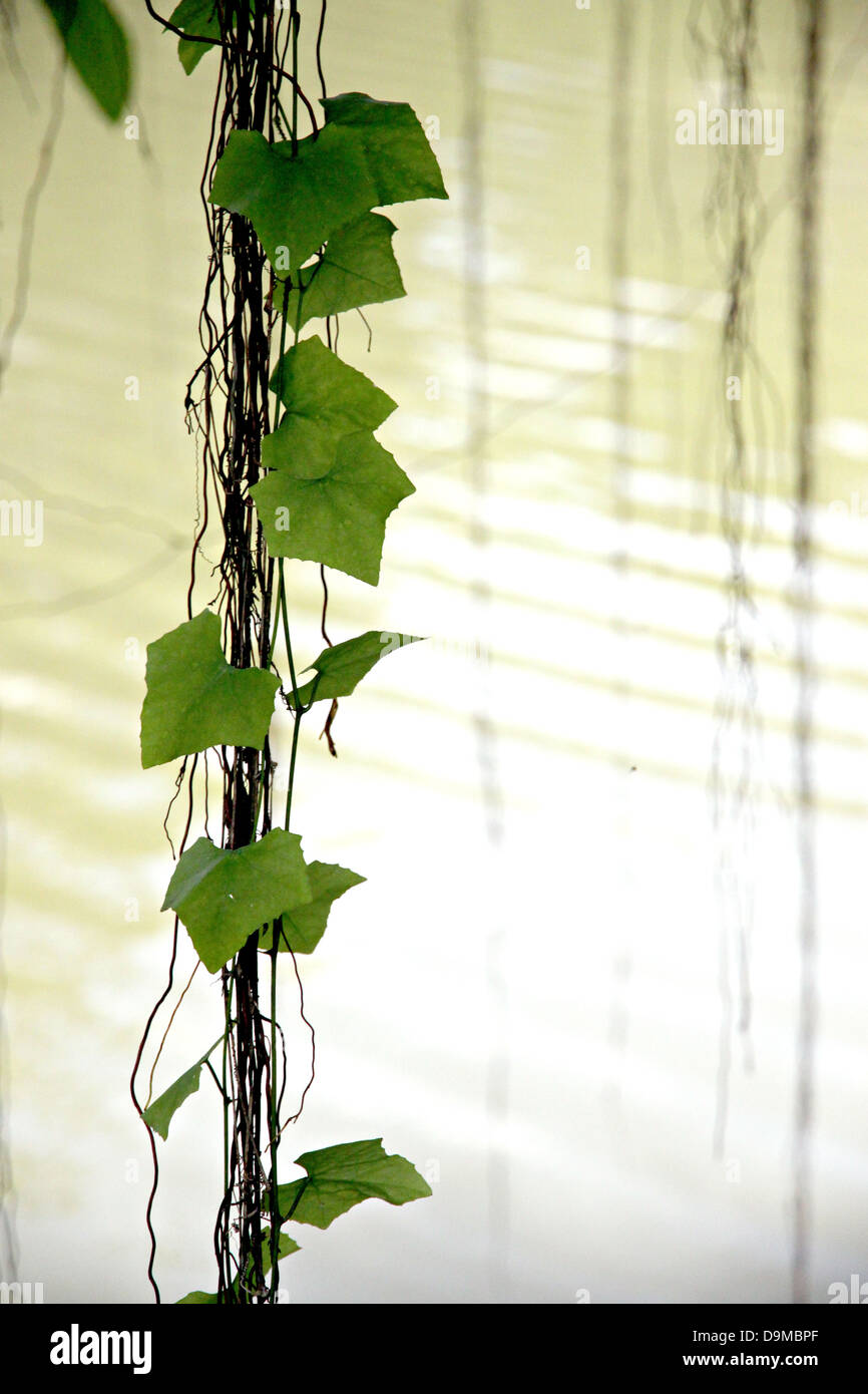 The Green leaves hanging from vines in the garden Stock Photo - Alamy
