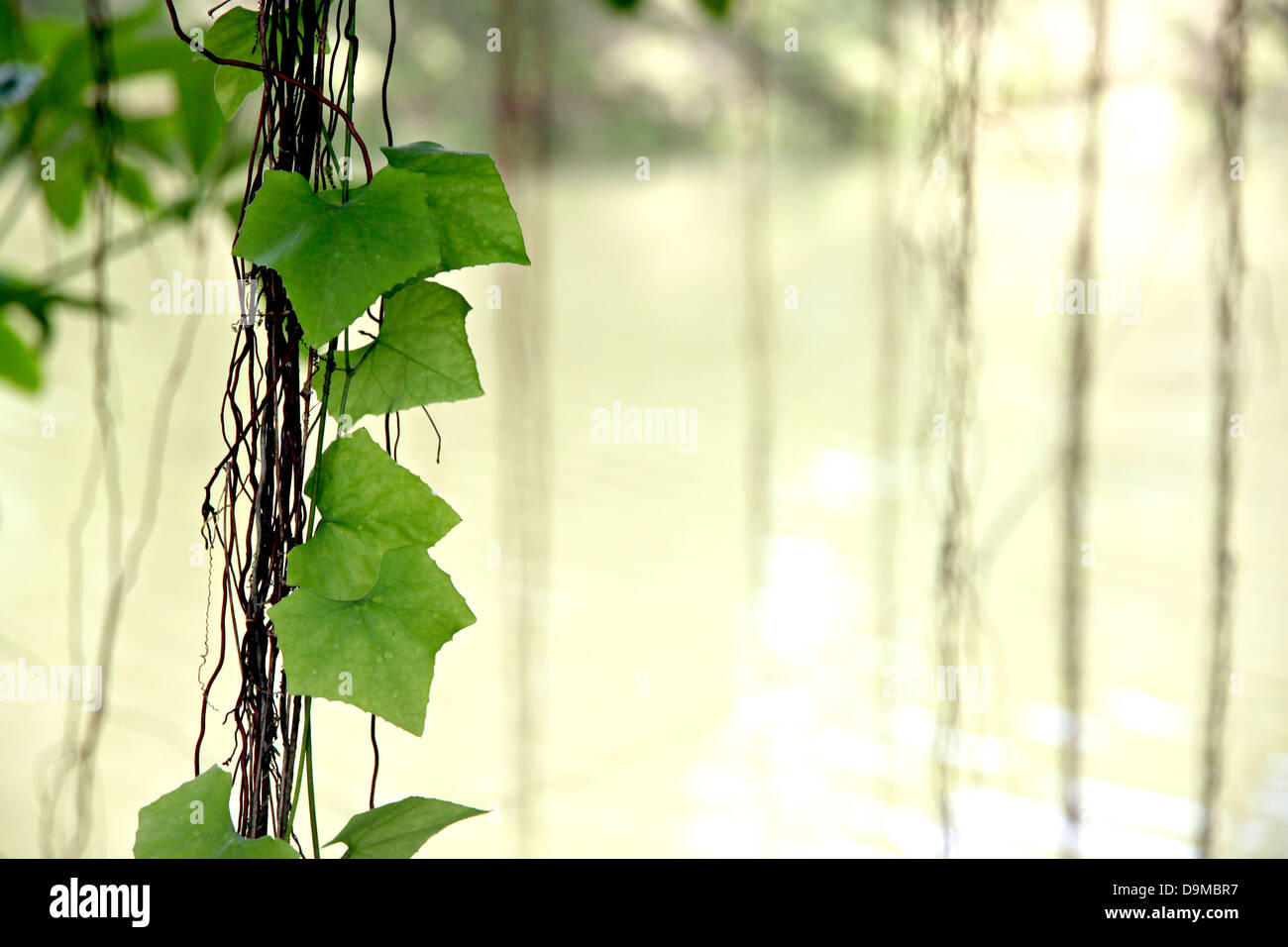 The Green leaves hanging from vines in the garden Stock Photo - Alamy