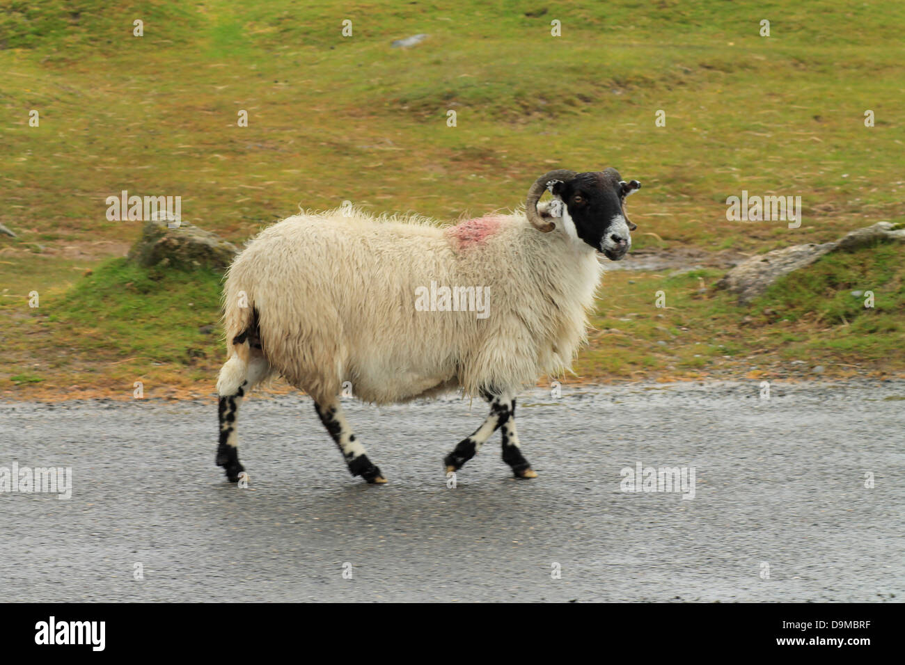Sheep Going Up A Ramp