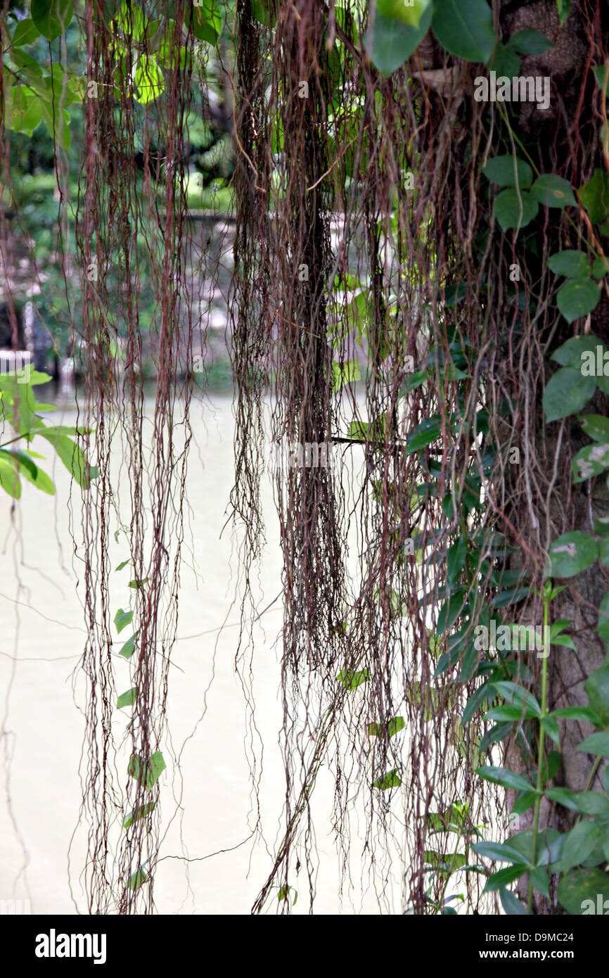 Tree vines hi-res stock photography and images - Alamy