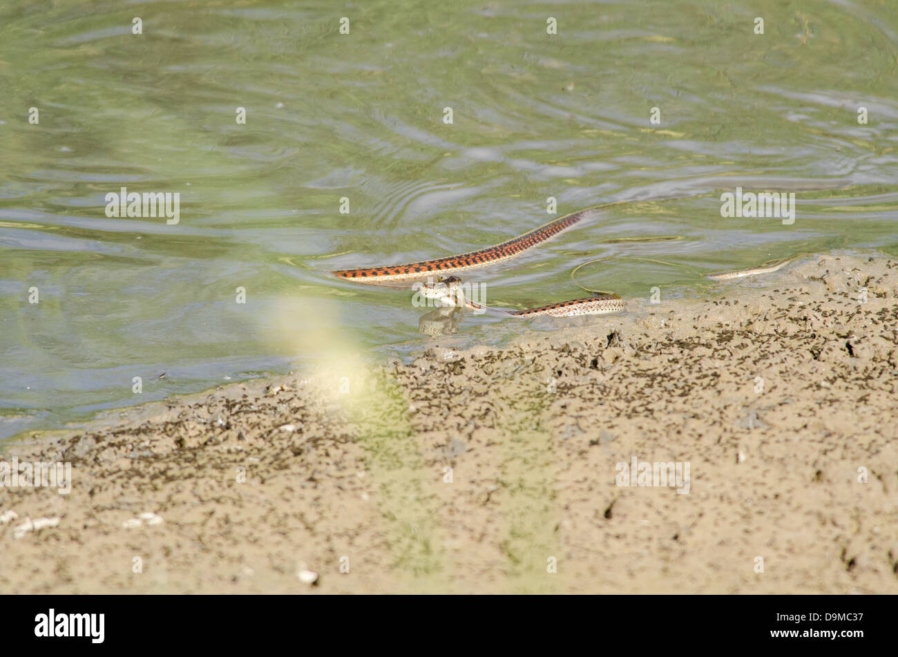 Garter snakes hi-res stock photography and images - Alamy
