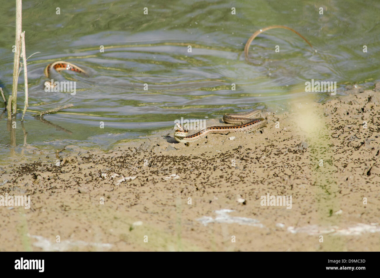 Garter snakes hi-res stock photography and images - Alamy