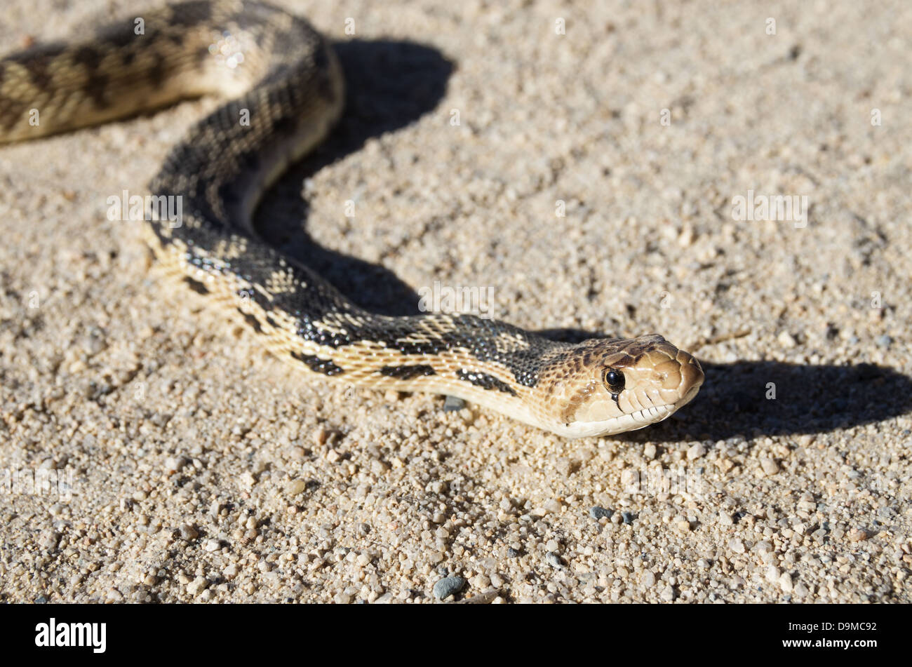 Snake head hi-res stock photography and images - Alamy