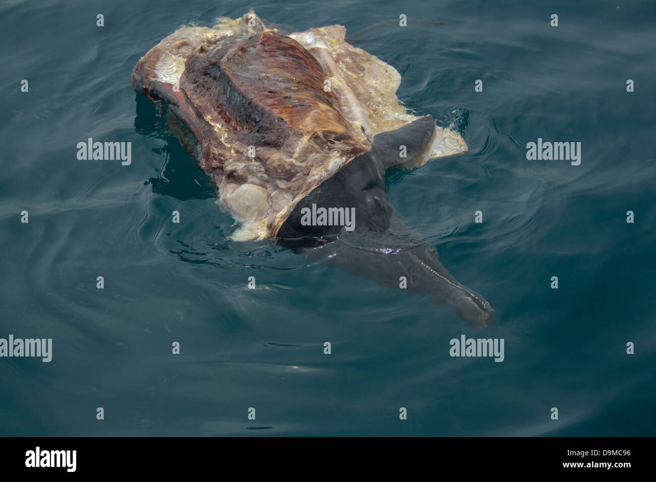 Dolphin killed murdered fileted hi-res stock photography and images - Alamy