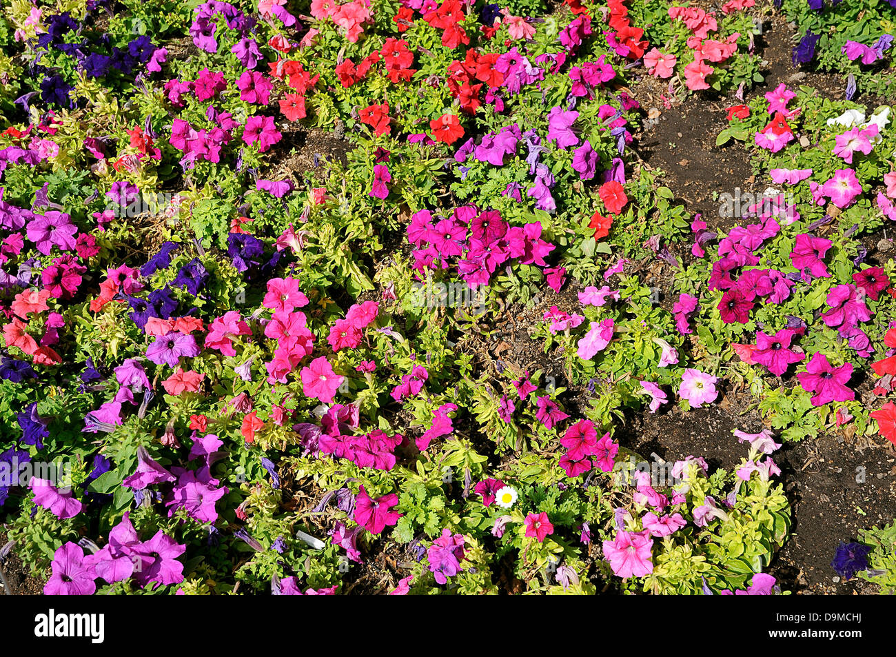 beautiful garden of colorful flowers in montserrat Stock Photo - Alamy