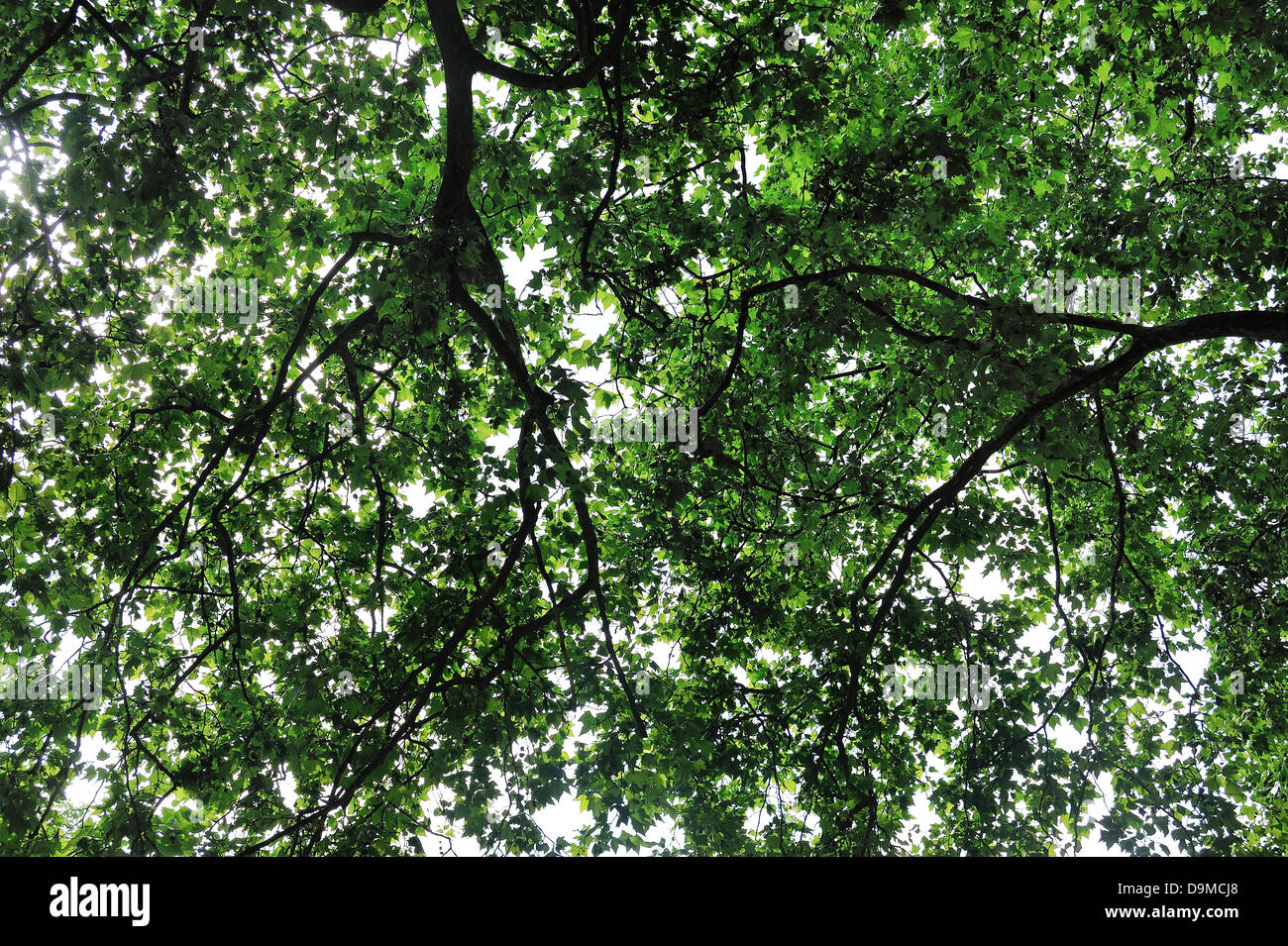 Light through tree leaves Stock Photo - Alamy