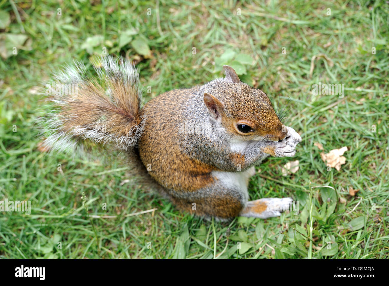 Squirrel eating nuts hi-res stock photography and images - Alamy