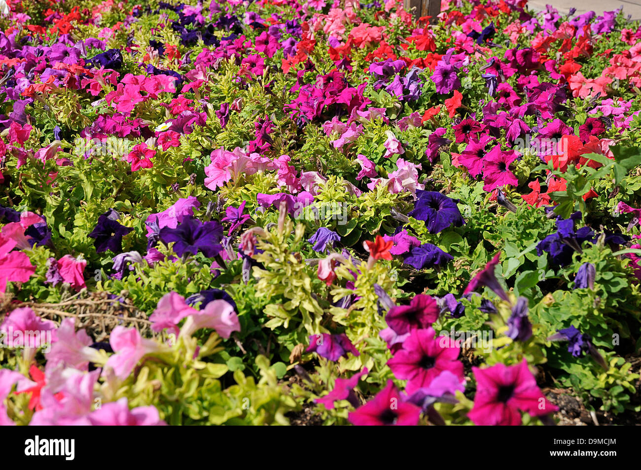 beautiful garden of colorful flowers in montserrat Stock Photo - Alamy