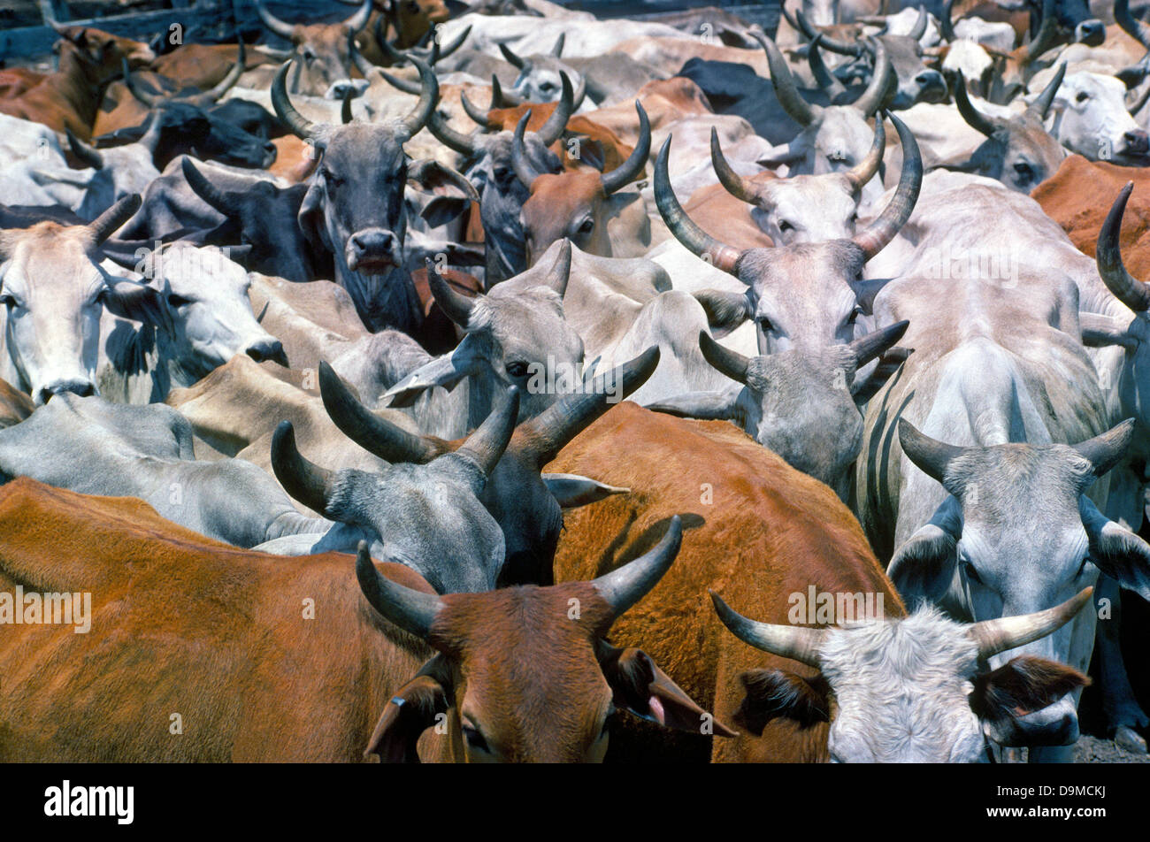 Range cattle with protruding horns are crowded together during a ...