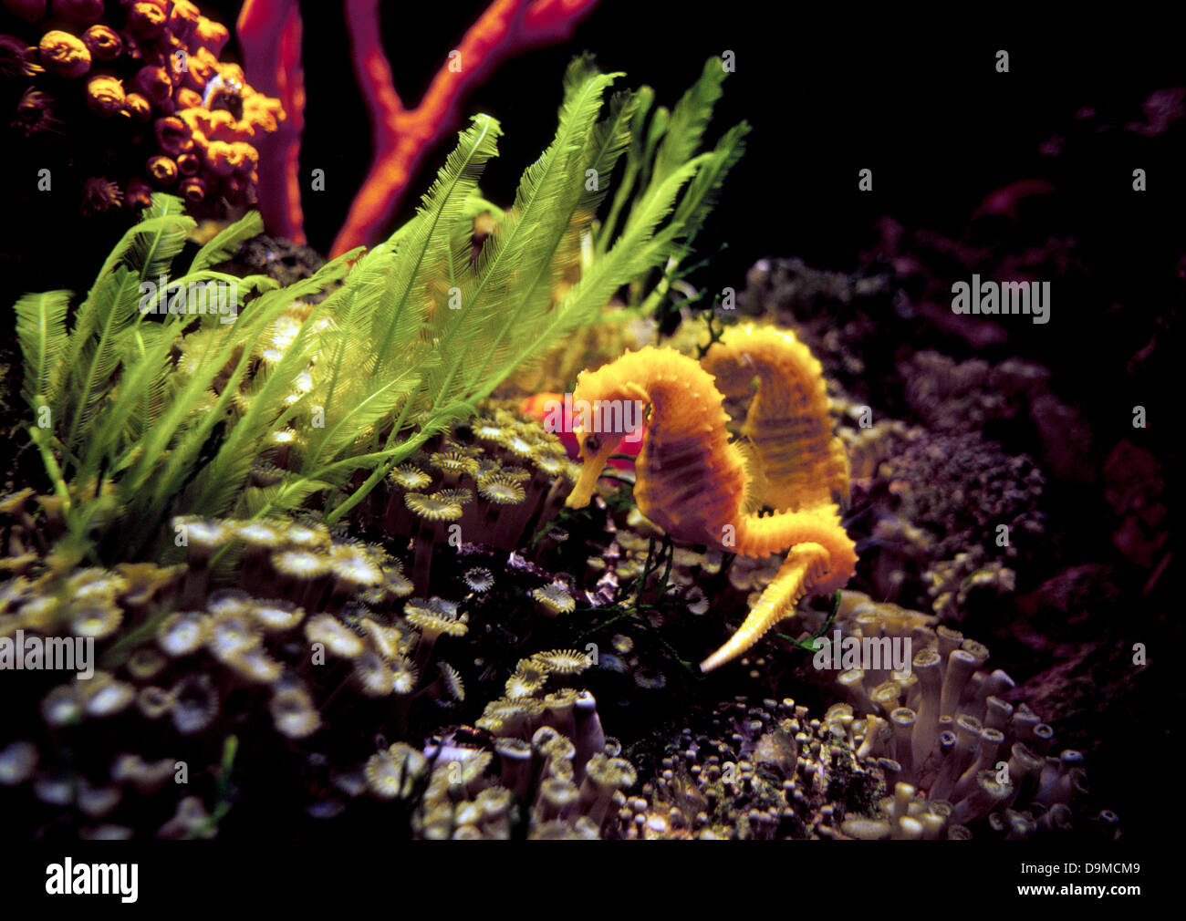 Seahorses tails hi-res stock photography and images - Alamy