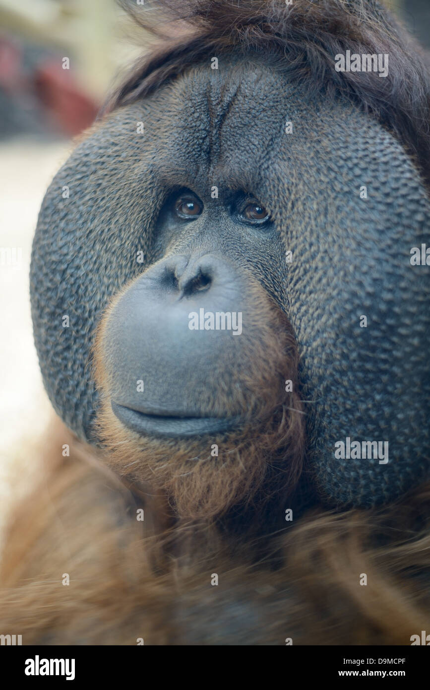 Orangutan face hi-res stock photography and images - Alamy