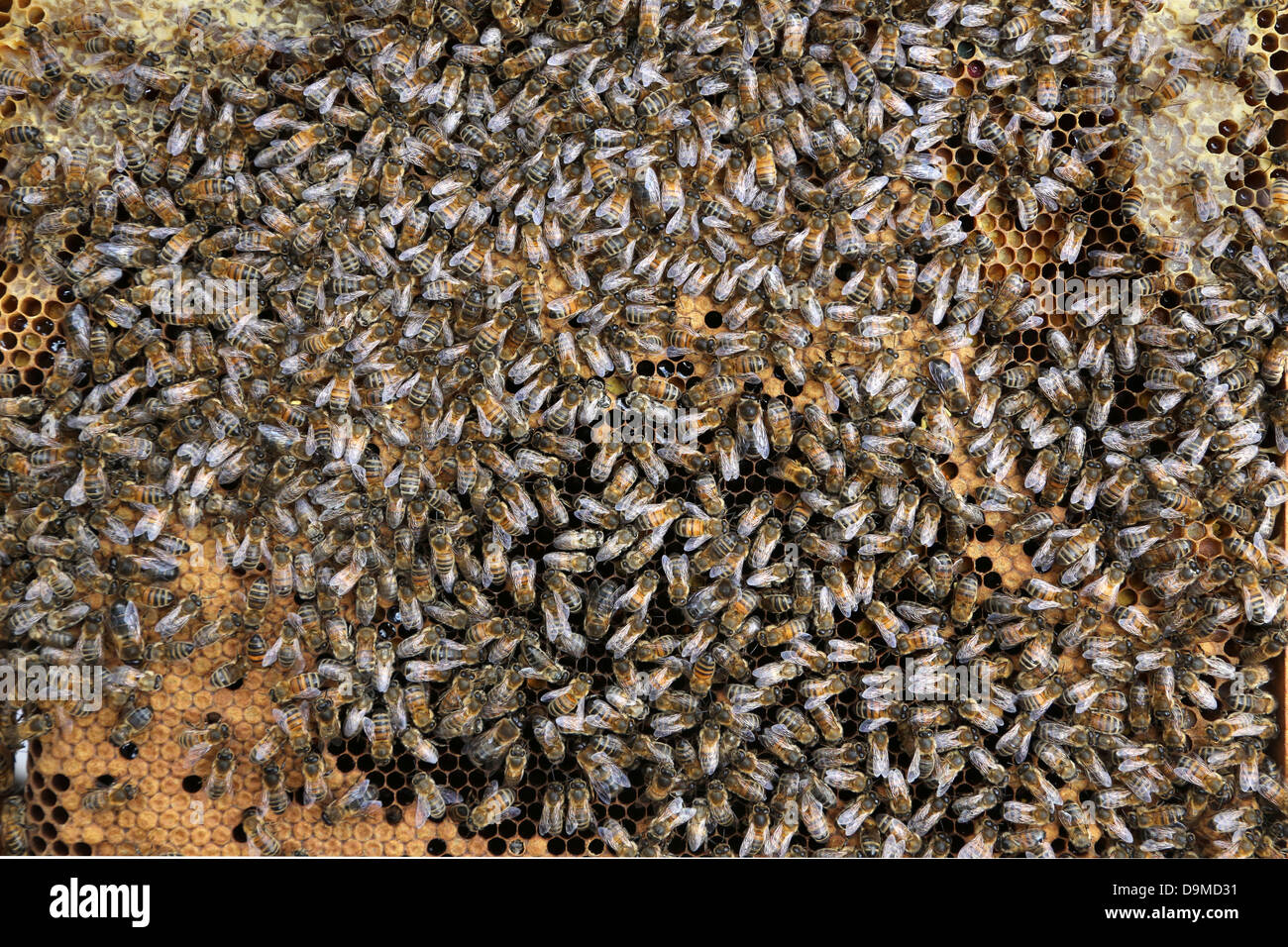 Frame From A Hive full of Honey Bees Stock Photo - Alamy