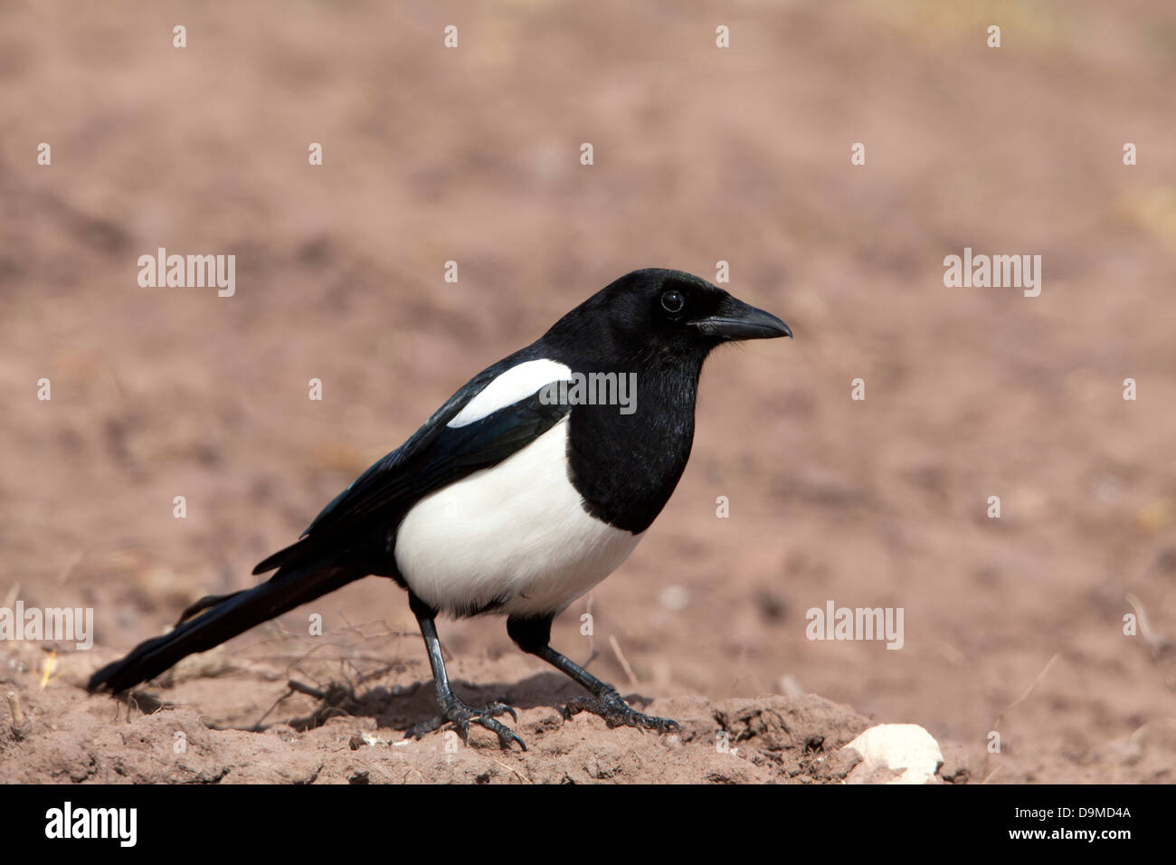 Black-billed Magpie Pica pica adult perched on the ground Stock Photo ...