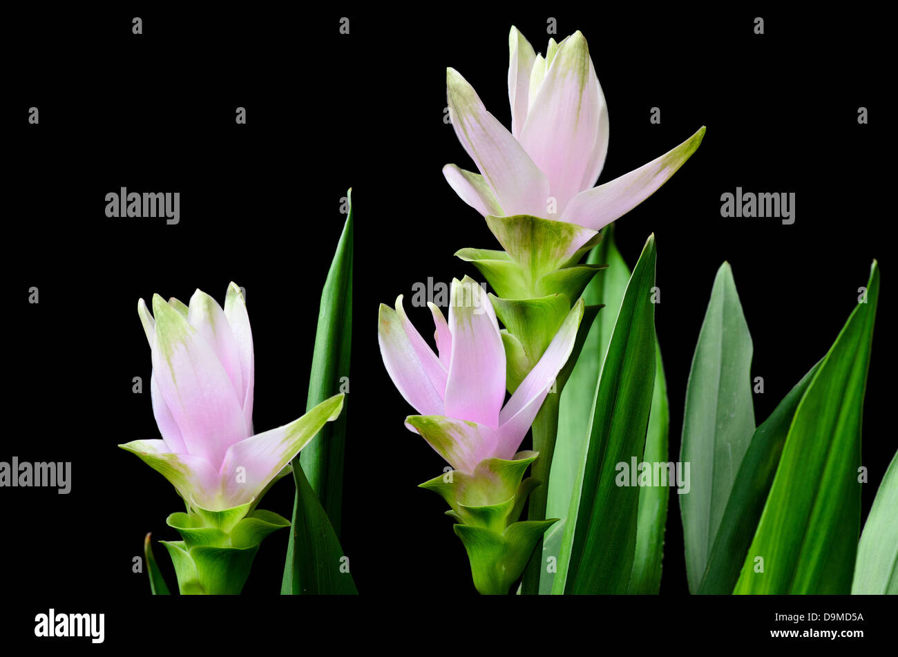 Pink Curcuma flowers on black background Stock Photo - Alamy