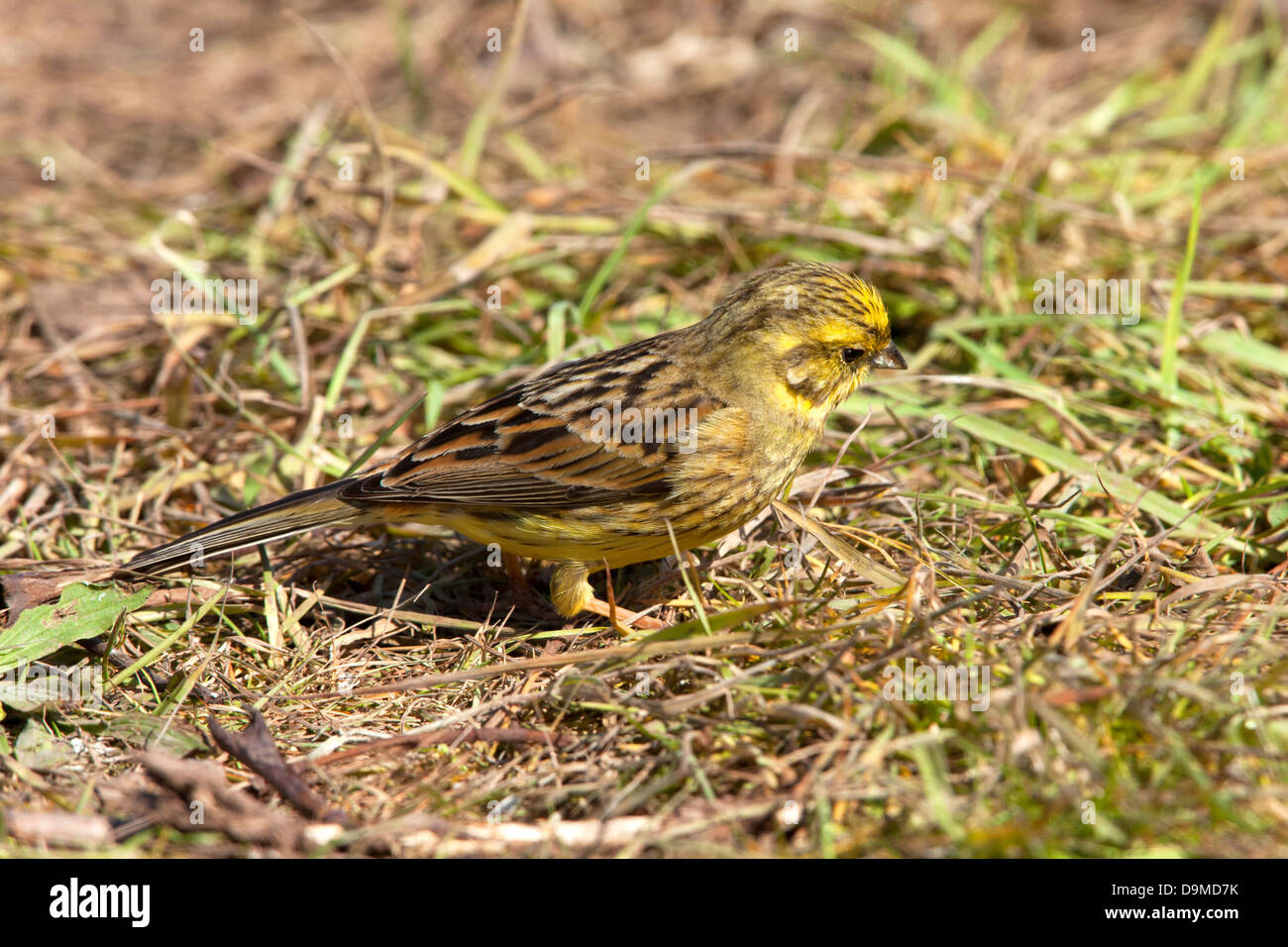 Female Yellowhammer High Resolution Stock Photography and Images - Alamy