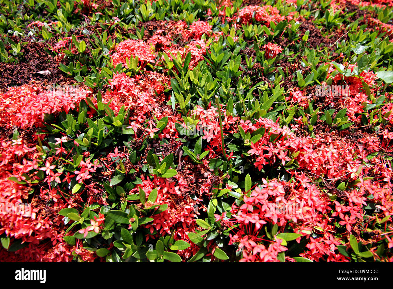 The red flower in the garden Stock Photo - Alamy