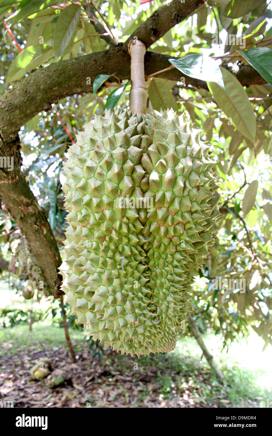 With smell hi-res stock photography and images - Alamy