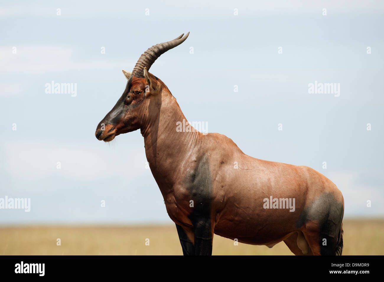 Topi portrait closeup hi-res stock photography and images - Alamy